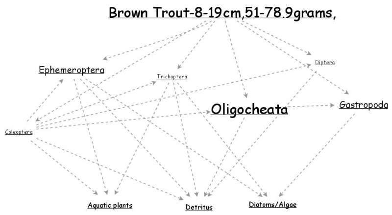 Brown trout food web | Insight Maker