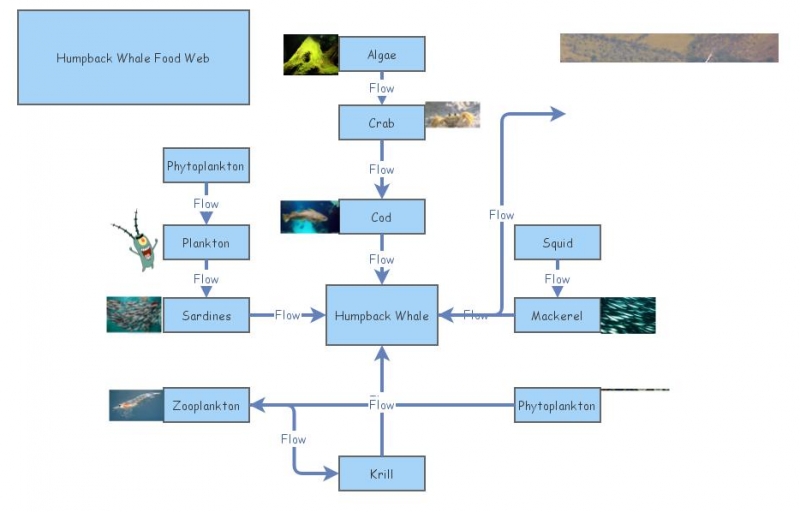 Food Web | Insight Maker