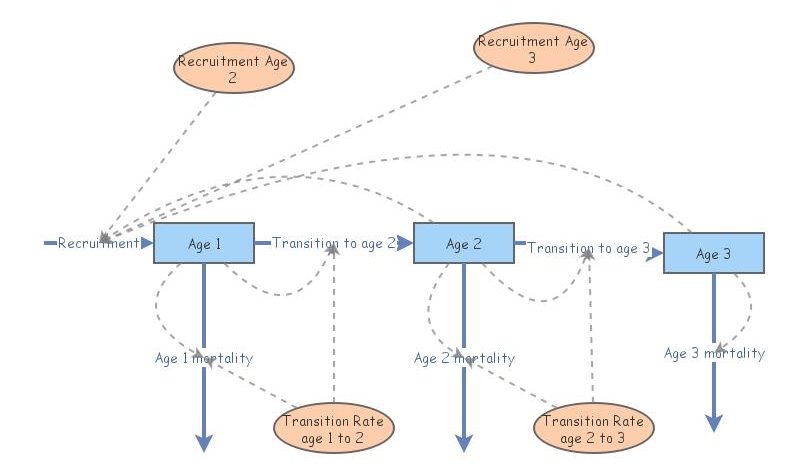 Clone of Lab 3 Age Structured population Exercise 4 | Insight Maker