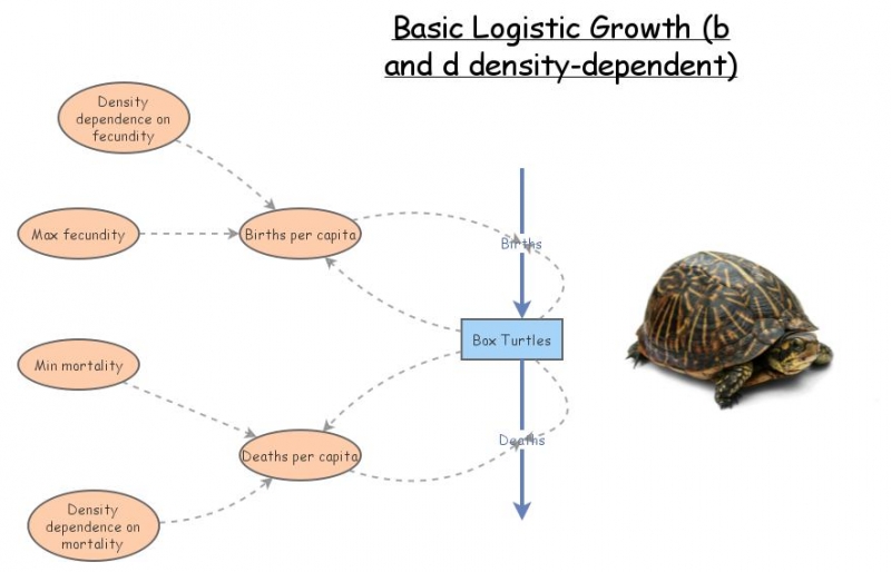Turtle logistic growth | Insight Maker