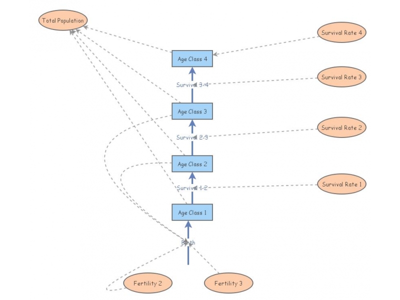 Age Structured Population Model Lefkovitch Koalas Insight Maker 