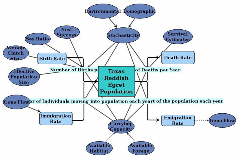 Reddish Egret Texas Population Model | Insight Maker