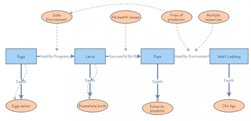 Life Cycle | Insight Maker