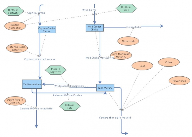 Molly experiment of Condor Model | Insight Maker