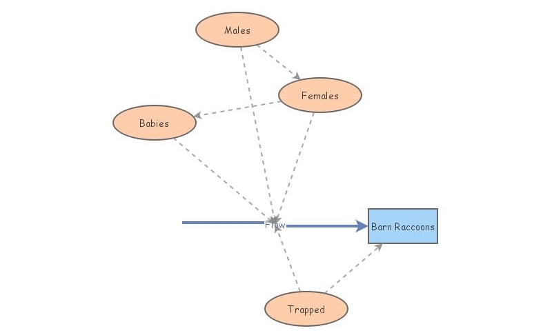 Raccoon Pop | Insight Maker