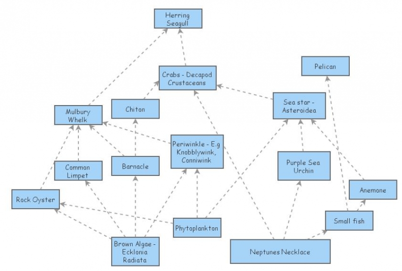food web bio | Insight Maker