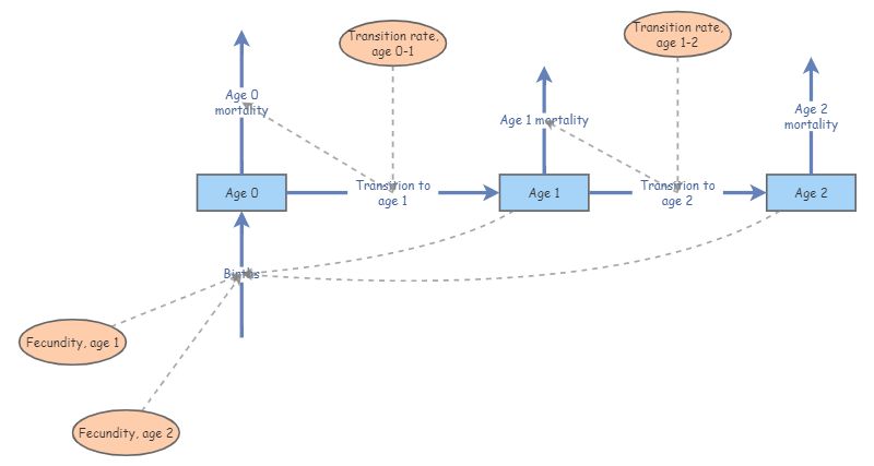 age structured models in insight maker | Insight Maker