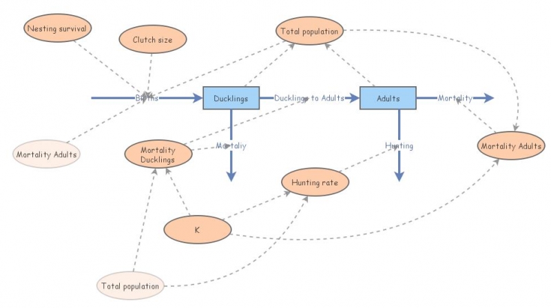 4 PVA group project - pintail | Insight Maker