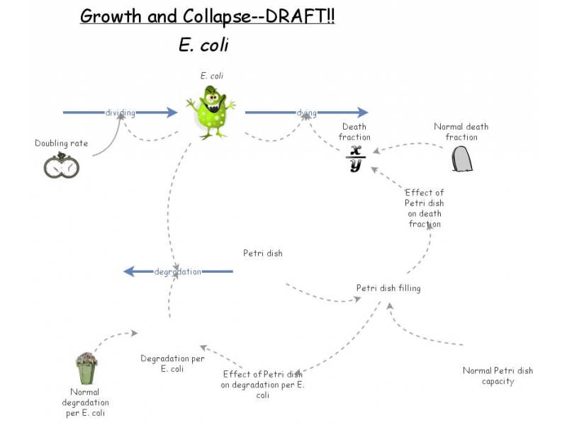 Clone of E coli life cycle model | Insight Maker