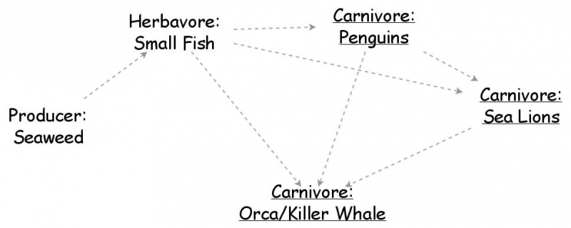 Food web- Australian Sea Lions | Insight Maker