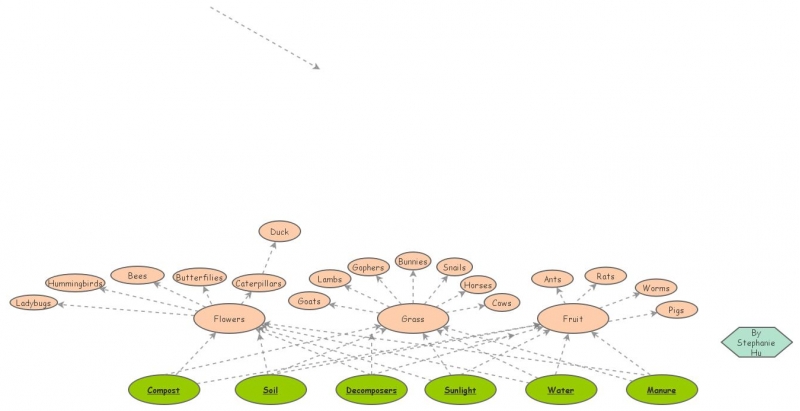 Clone of Cane Toad Food Web | Insight Maker