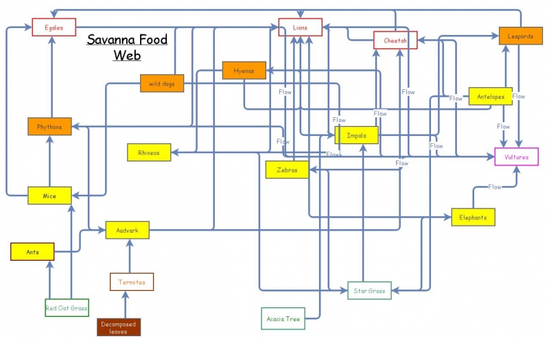 Savanna food web | Insight Maker