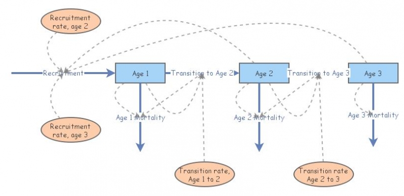 Clone of Clone of HW 3 Week 4 Ex. 3 Age-Structured Model | Insight Maker