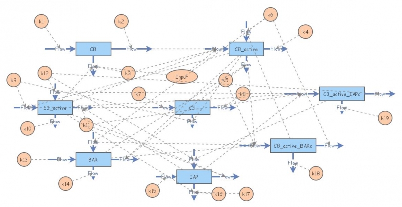 Assignment 2 - Modelling Apoptosis | Insight Maker