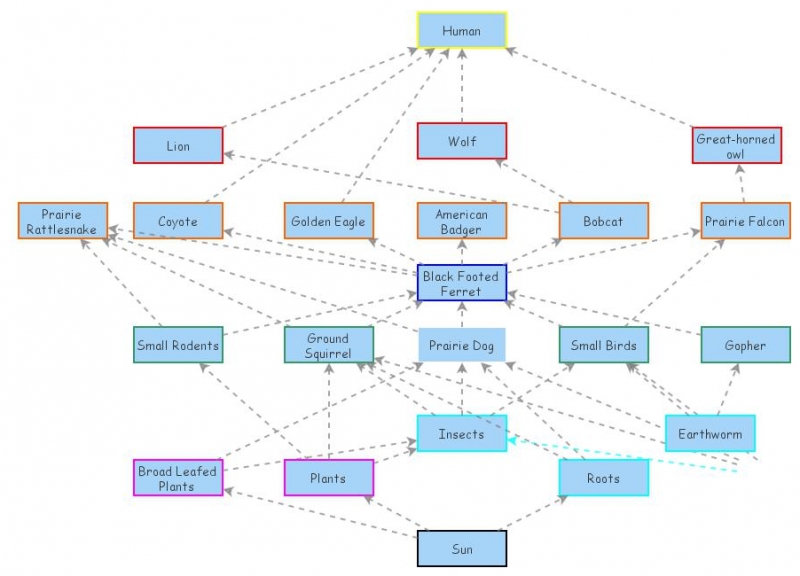 Clone of Black-Footed Ferret - Food Web | Insight Maker