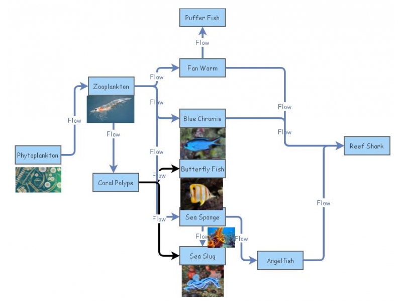 Great Barrier Reef Food Web | Insight Maker