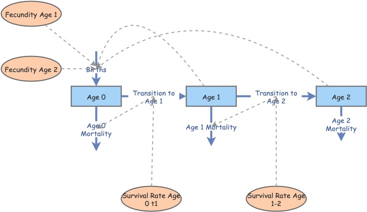 Age-Structured Model | Insight Maker