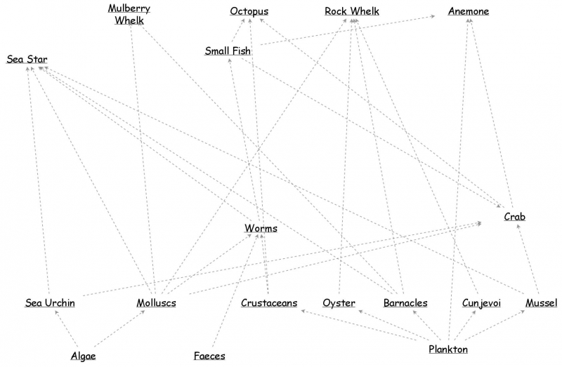 North Narrabeen Rock Pool Food Web | Insight Maker