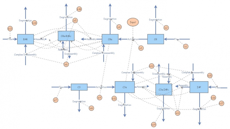 Biology 4260A - Apoptosis Modelling Assignment Submission | Insight Maker