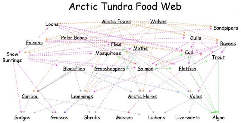 Arctic Tundra Food Web | Insight Maker