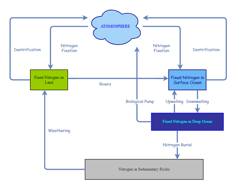 NITROGEN CYCLE | Insight Maker