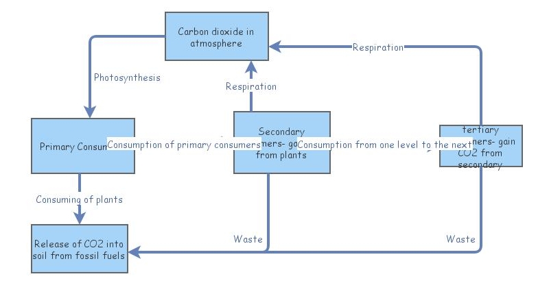 carbon cycle | Insight Maker