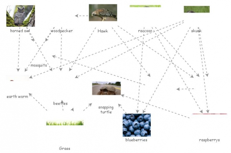 NH animal food web | Insight Maker