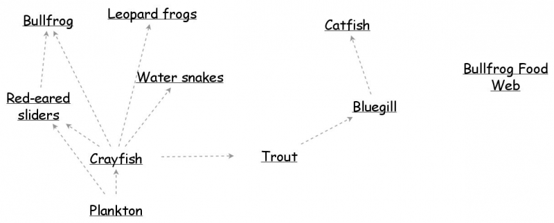 bullfrog food web | Insight Maker