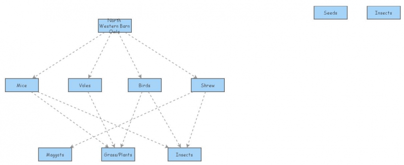 Southeast Barn Owl | Insight Maker