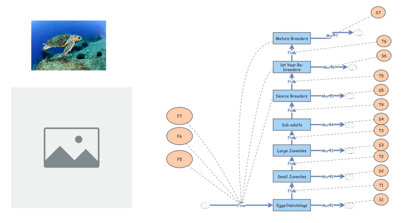Clone of Turtles from Frazer 1983 | Insight Maker