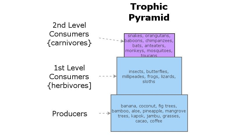 Trophic Pyramid | Insight Maker