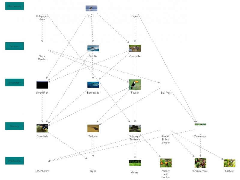 Food Web | Insight Maker