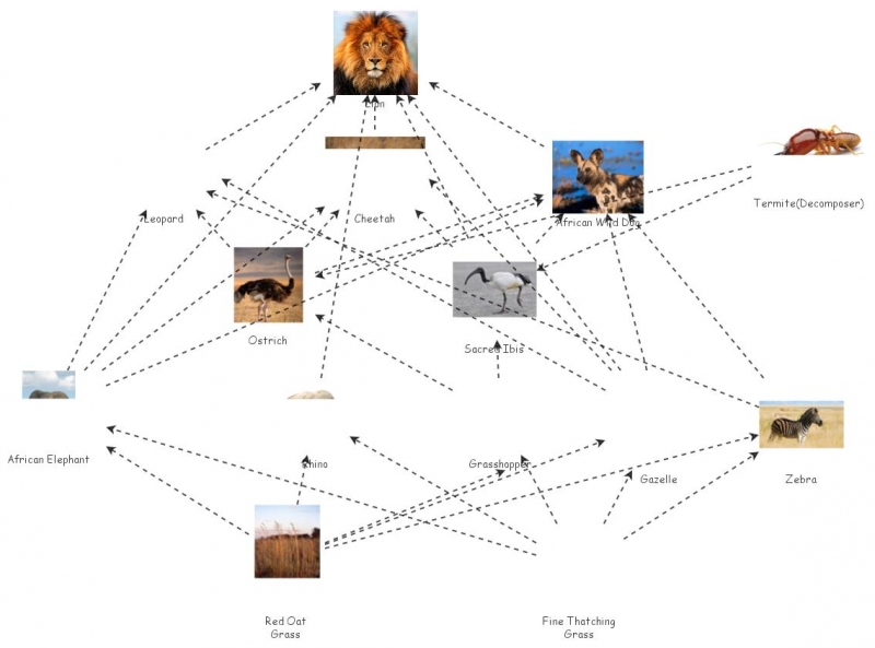 Cheetah Food Web | Insight Maker
