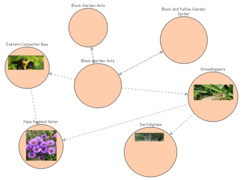 Prairie Food Web | Insight Maker