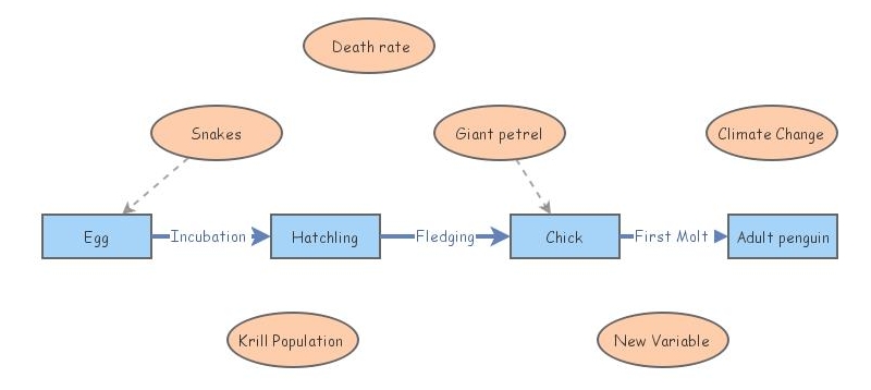 Life cycle | Insight Maker