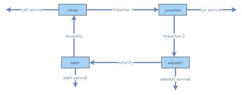 River dolphin stage structured population model | Insight Maker