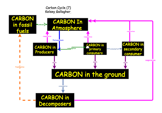 Carbon Cycle | Insight Maker