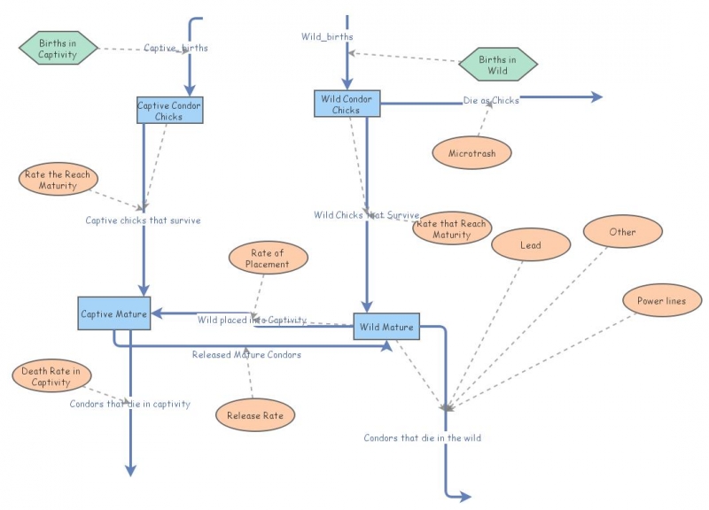 Condor Model | Insight Maker