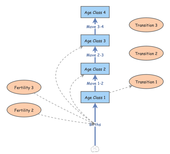 Age Flow | Insight Maker