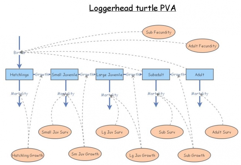 Loggerhead PVA base model | Insight Maker