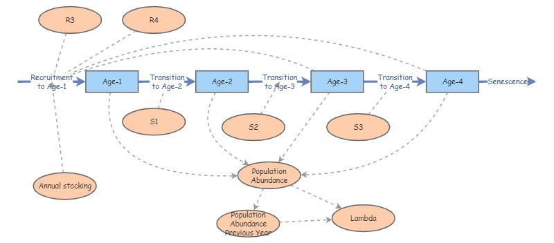Age Structured Model Insight Maker
