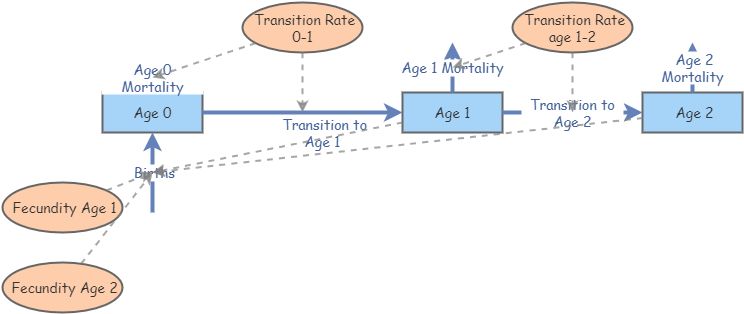 Age and Stage Structure | Insight Maker