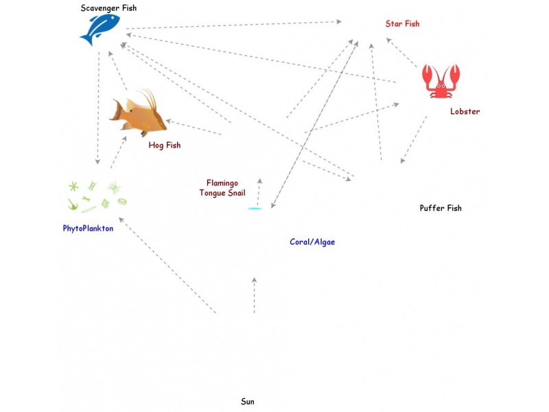 Clone of Arizona Food Web | Insight Maker