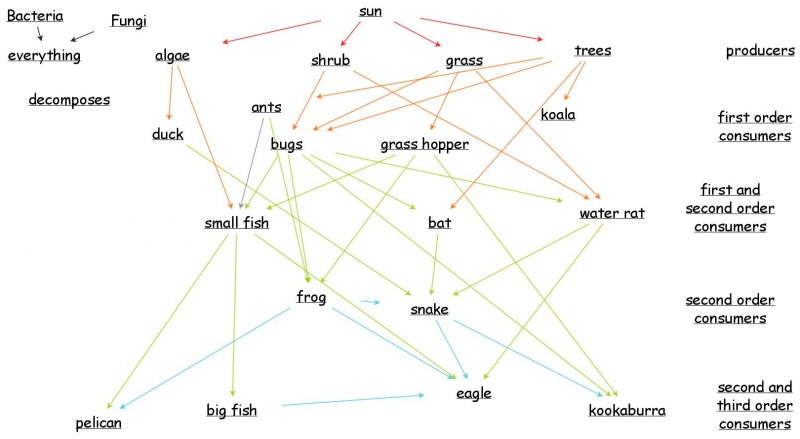 wetlands food web | Insight Maker