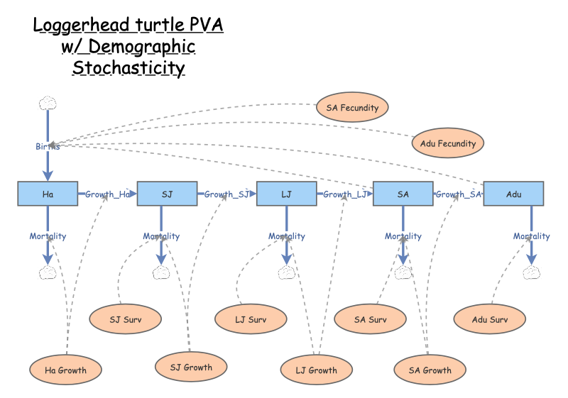 Clone of Loggerhead PVA | Insight Maker