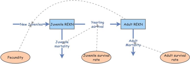 Red Knot Matrix Model | Insight Maker