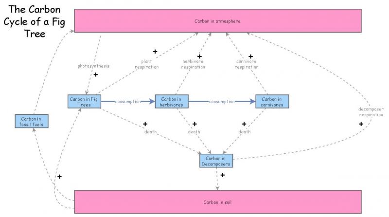 FIG TREE CARBON CYCLE | Insight Maker