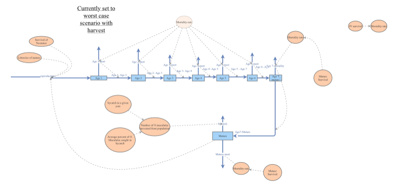 Clone of Wobbegong PVA | Insight Maker