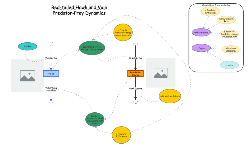 Vole and Red-Tailed Hawk Predator-Prey Model | Insight Maker