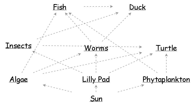 Pond Food Web | Insight Maker